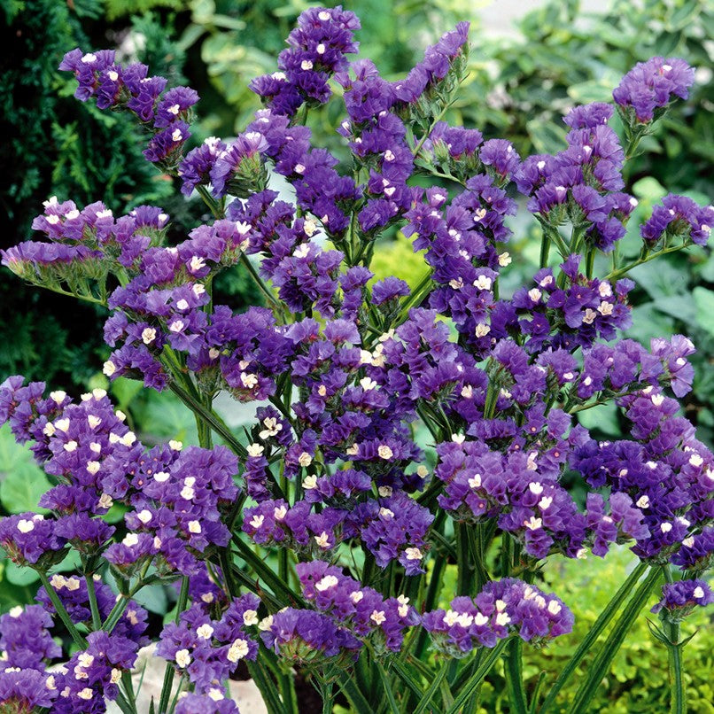 Statice Sinuata Violet - Inflorescences imposantes, idéale pour massif ...