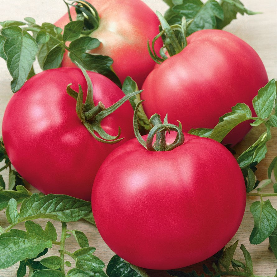 Tomate Maliniak - Fruits juteux, culture facile, parfaits crus et pour ...