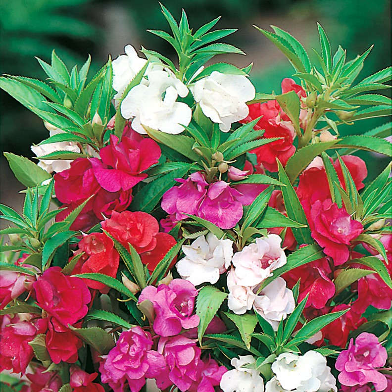 Balsamine des Jardins Nain Mélange - Fleurs multicolores, culture faci ...