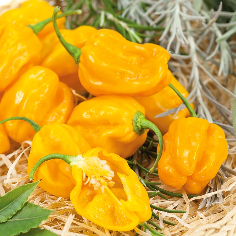 Piment Habanero Yellow - Intensément jaune, extrêmement piquante ! - C ...