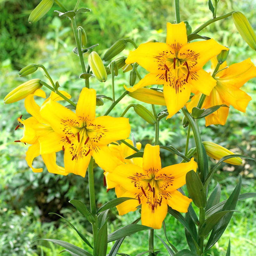 Lys tigré - Yellow Bruse - Lilium - Accent éclatant des massifs d’été ...