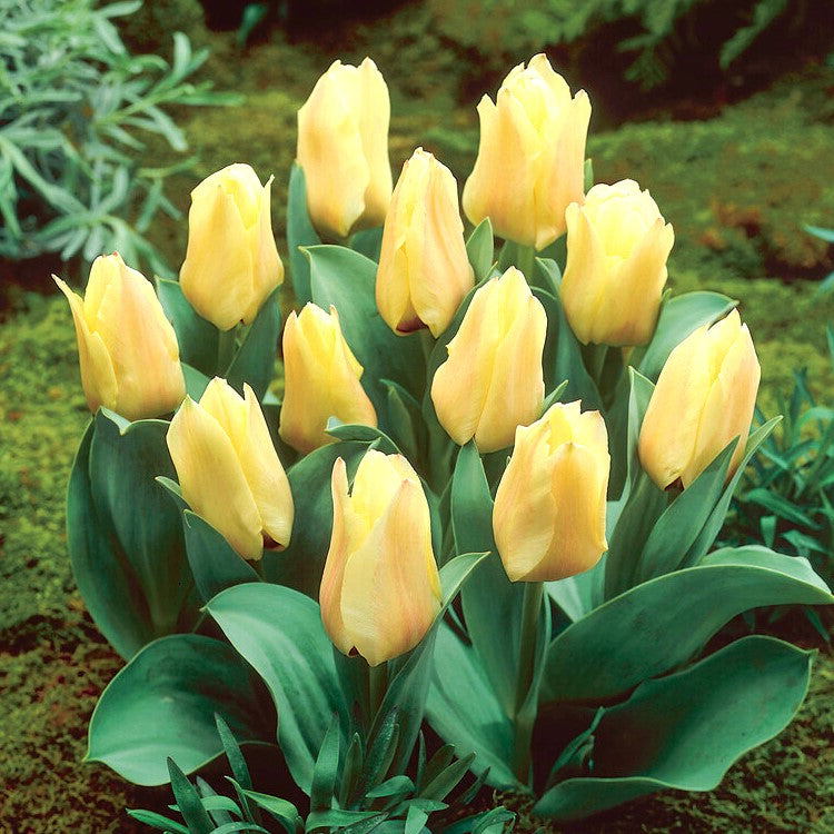Tulipe - Mieke Telkamp - Tulipa - Élégance dans chaque recoin - 5 bulb ...