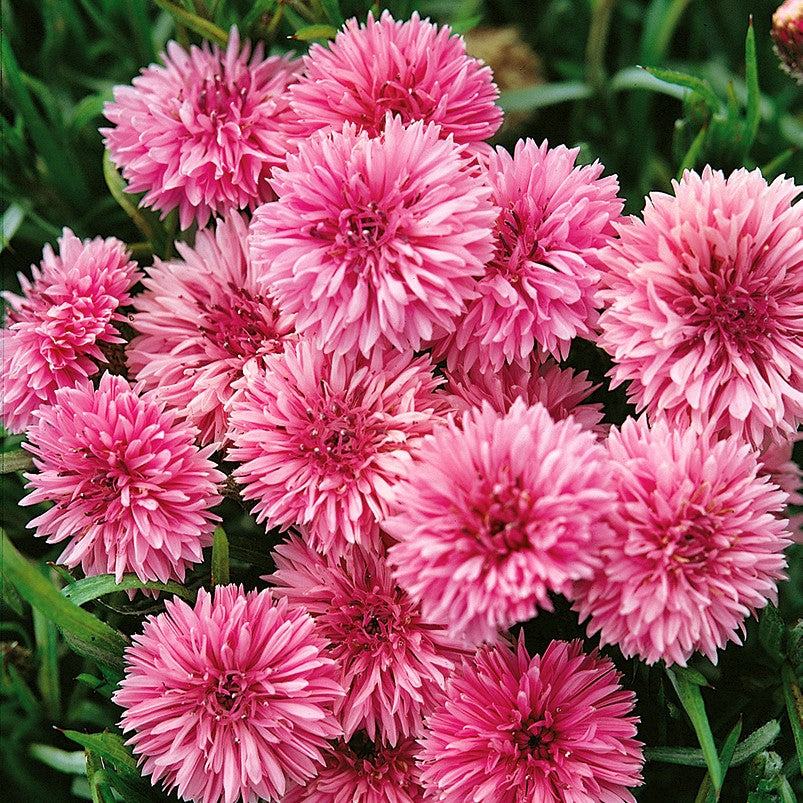 Centaurée Bleuet - Rose - Charme inégalé ! décoration parfaite pour to ...