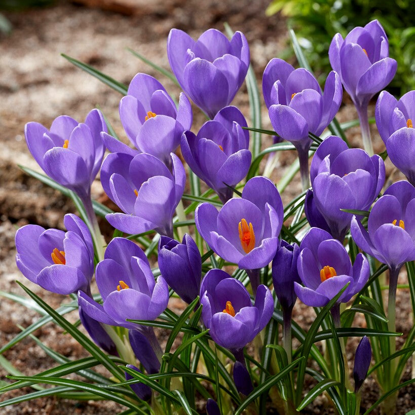 Crocus - Aqua - Variété à longue tradition et reconnaissance - 10 bulb ...