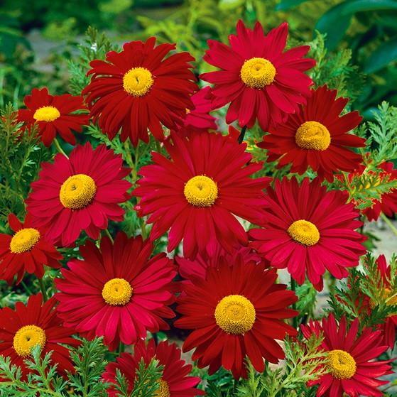 Pyrèthre - Robinson's Giant Rouge - Décoration spectaculaire du jardin ...