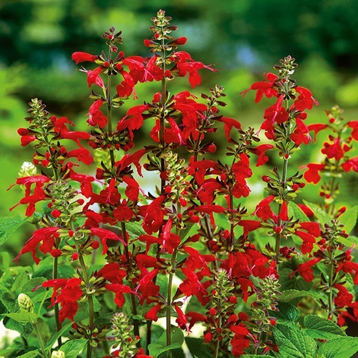 Sauge Rouge Écarlate - Fleurs rouge écarlate denses et compactes - Sal ...