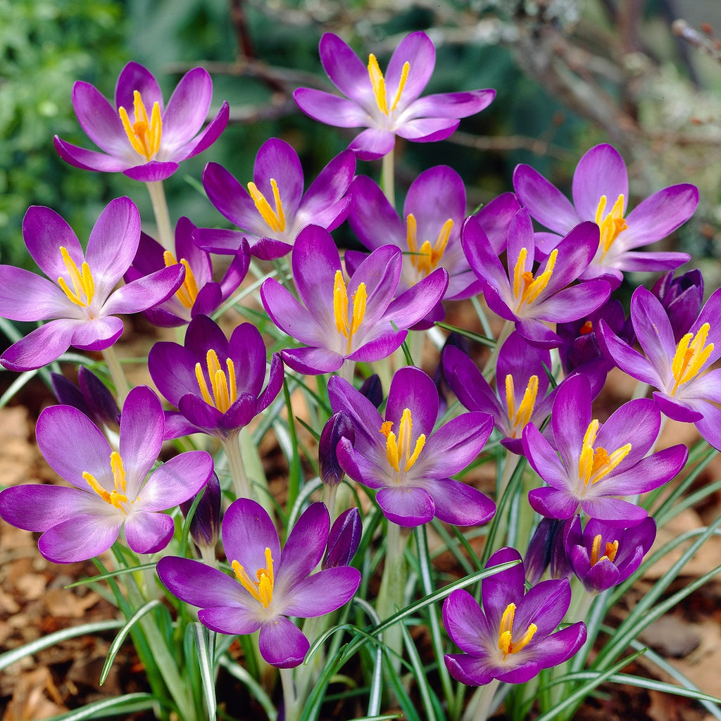 Crocus - Whitewell Purple - Fleurs élégantes, couleur violette - 10 bu ...