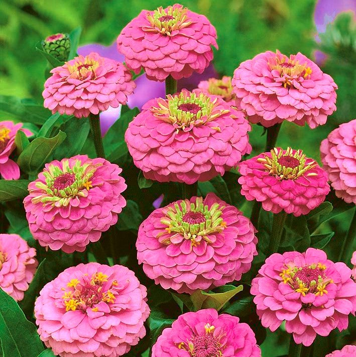 Zinnia - Liliput Rose Gem - Fleurs roses charmantes à port bas - Zinni ...
