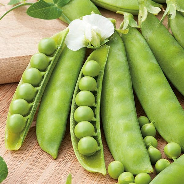 Pois Mangetout Iłówiecki - Variété précoce à grandes gousses - 500 g ...
