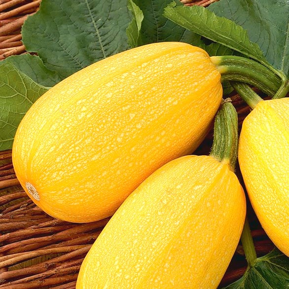 Courgette Złoty Cepelin - Goût délicat et rendement élevé - Cucurbita ...