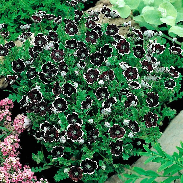 Némophile Penny Black - Atout estival exceptionnel - Nemophila discoid ...